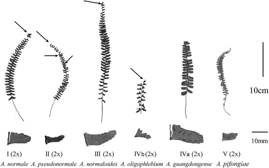 Integrated taxonomy of the Asplenium normale complex (Aspleniaceae) in ...