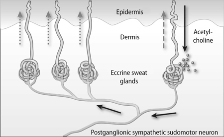 Sweat testing to evaluate autonomic function | SpringerLink