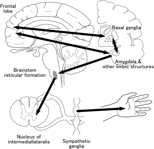 Sweating on the palm and sole: physiological and clinical relevance ...