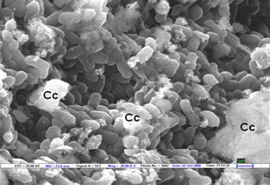 Strain improvement of Sporosarcina pasteurii for enhanced urease and ...