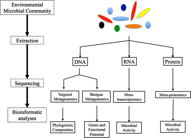Metagenomic applications in environmental monitoring and bioremediation ...