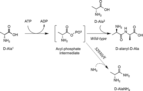 Engineering an ATP- depen dent d-Ala: d-Ala ligase for synthesizing ...