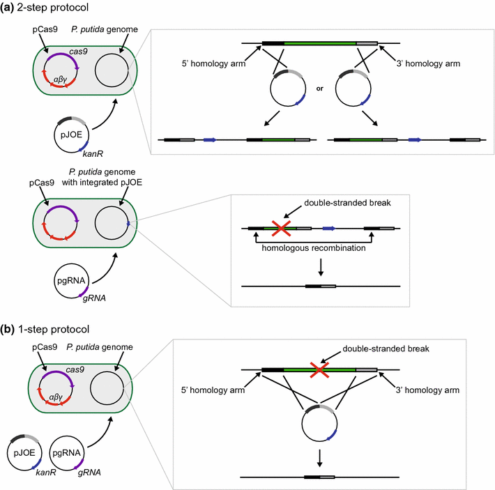 Genetic tools for reliable gene expression and recombineering in ...