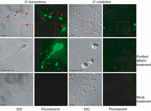 Amino acid substitution in the coat protein of Melon necrotic spot ...