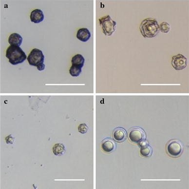 Preparation and characterization of polyclonal antibody against resting ...