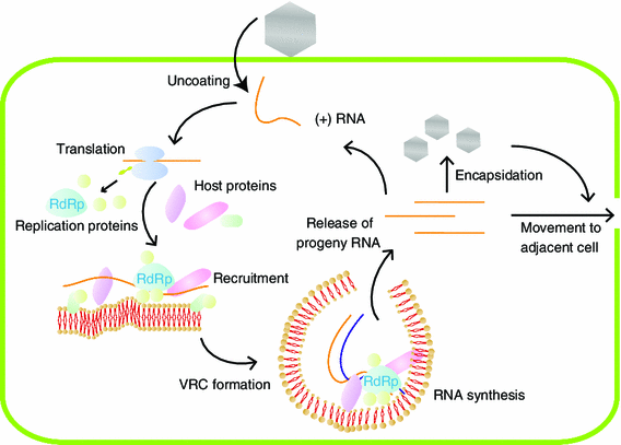 Host factors used by positive-strand RNA plant viruses for genome ...
