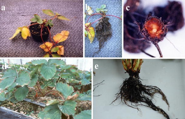 Root and crown rot of strawberry caused by Pythium helicoides and its ...