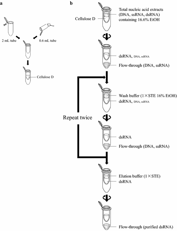 A simple and rapid method to purify viral dsRNA from plant and fungal ...