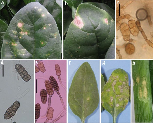 First report of spinach leaf spot caused by Stemphylium sp. Subgroups ...