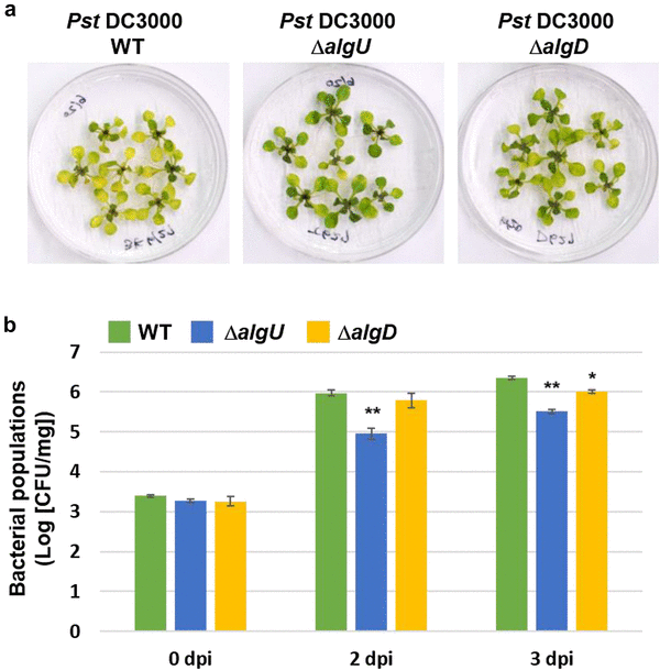 AlgU contributes to the virulence of Pseudomonas syringae pv. tomato ...