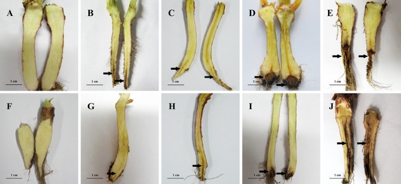 Diversity of Fusarium species associated with root rot of sugar beet in ...