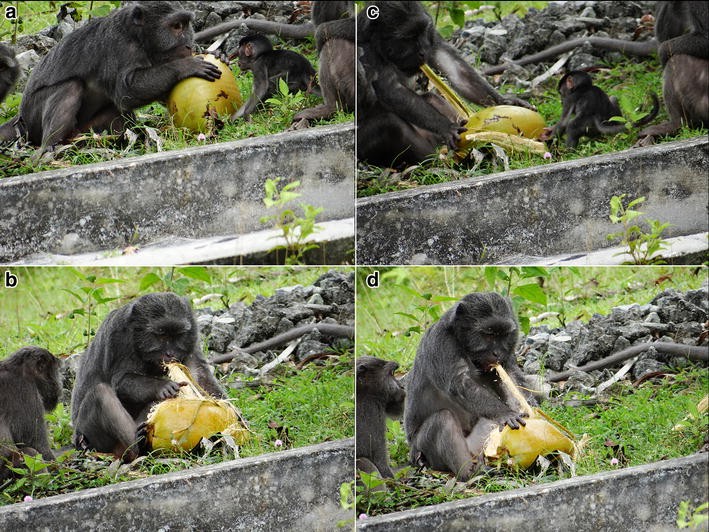 Extractive foraging and tool-aided behaviors in the wild Nicobar long ...