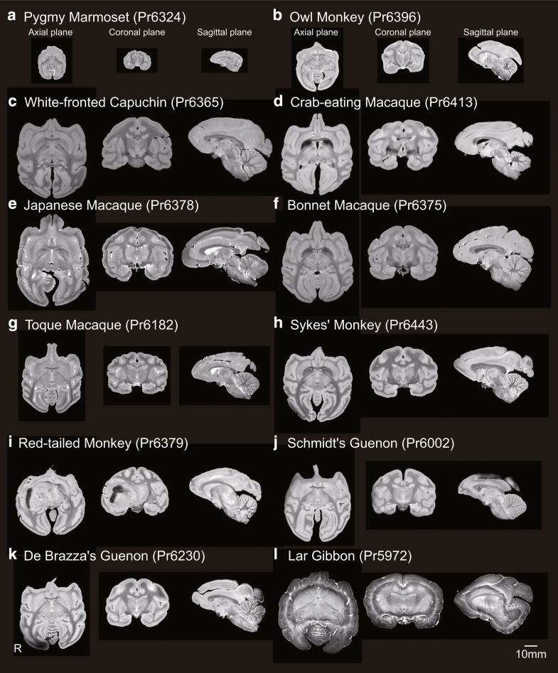 The Japan Monkey Centre Primates Brain Imaging Repository for ...