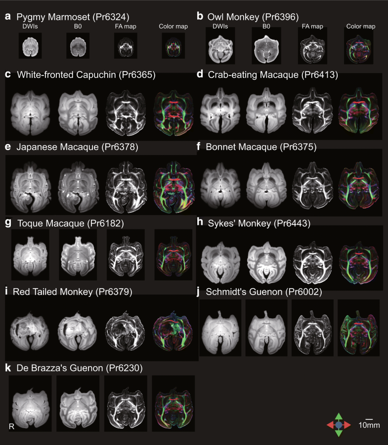 The Japan Monkey Centre Primates Brain Imaging Repository for ...