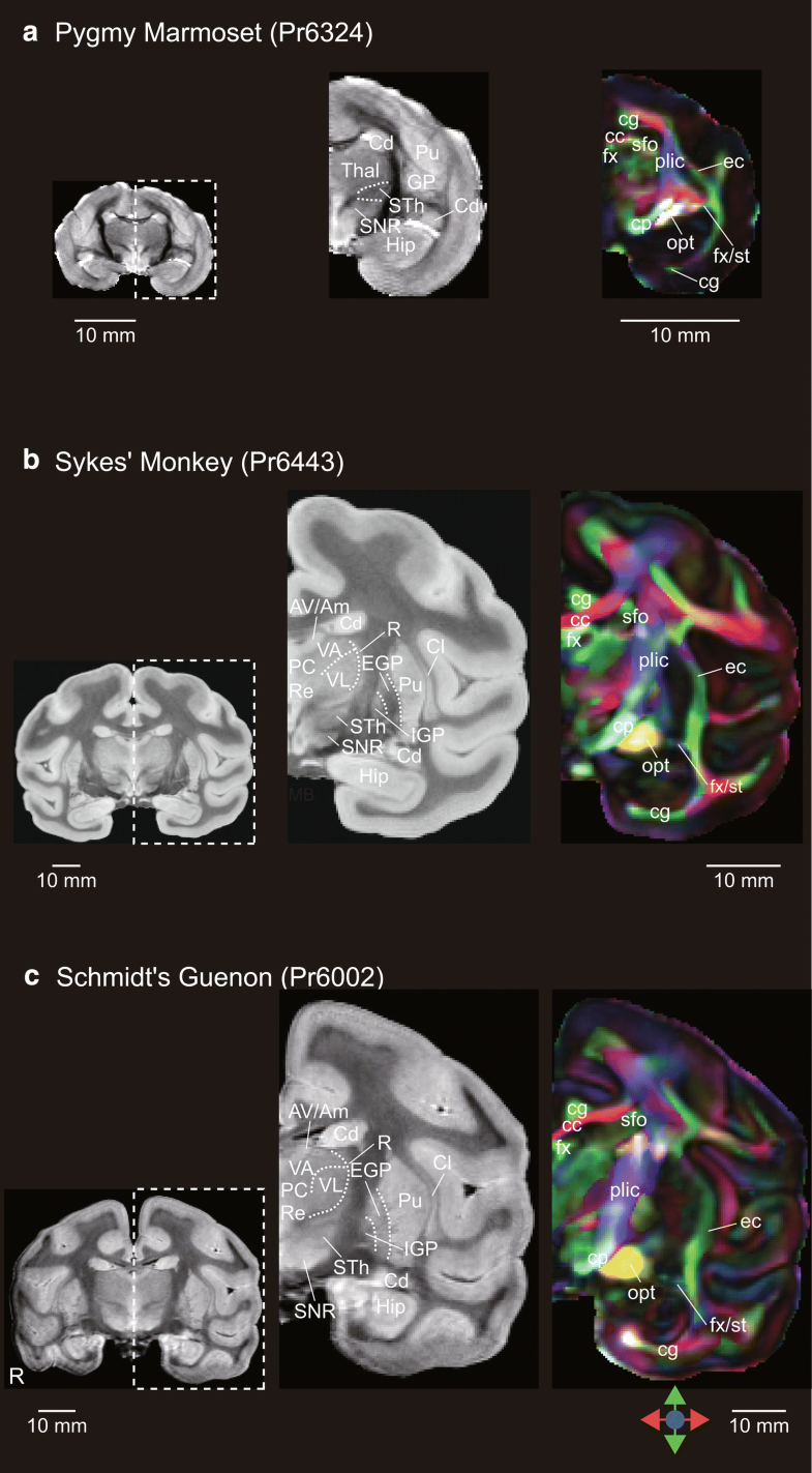The Japan Monkey Centre Primates Brain Imaging Repository for ...