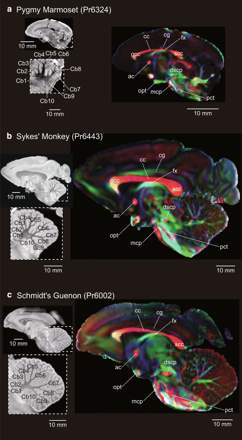 The Japan Monkey Centre Primates Brain Imaging Repository for ...