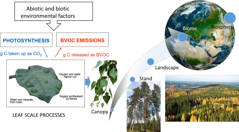 Unravelling the functions of biogenic volatiles in boreal and temperate ...