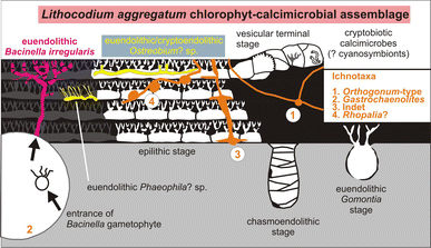 New insights into Lithocodium aggregatum Elliott 1956 and Bacinella ...