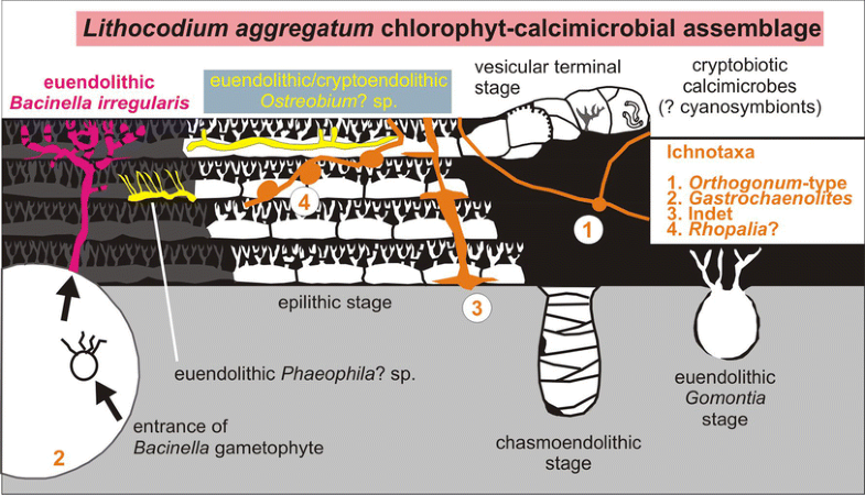 Erratum to: New insights into Lithocodium aggregatum Elliott 1956 and ...