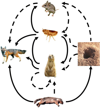 Evaluation of Yersinia pestis Transmission Pathways for Sylvatic Plague ...
