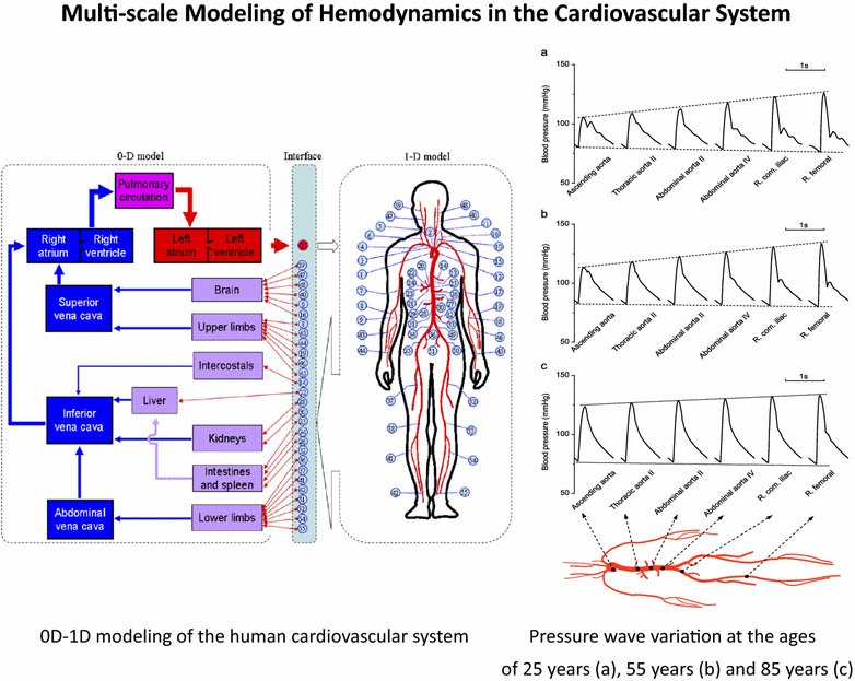 Multi-scale modeling of hemodynamics in the cardiovascular system ...