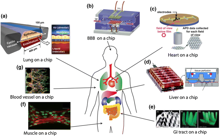 Creating Living Cellular Machines | SpringerLink