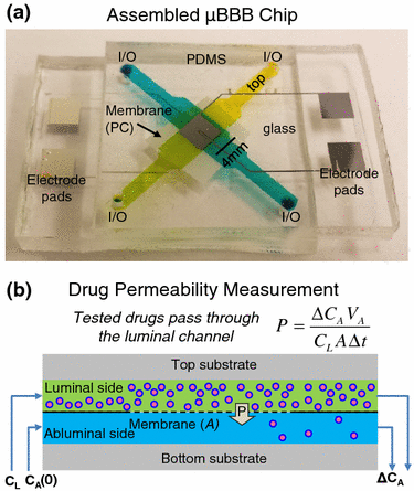 Permeability Analysis of Neuroactive Drugs Through a Dynamic ...