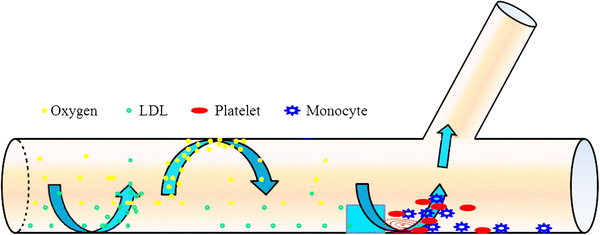 Physiological Significance of Helical Flow in the Arterial System and ...