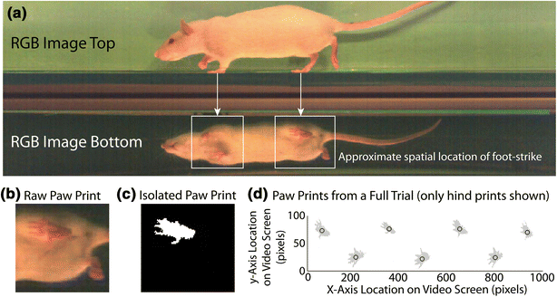 Automated Gait Analysis Through Hues and Areas (AGATHA): A Method to ...