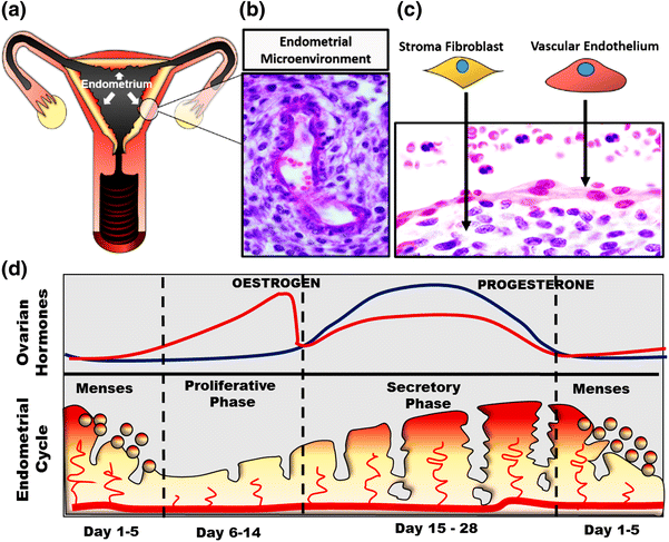 Compartmentalized Culture of Perivascular Stroma and Endothelial Cells ...