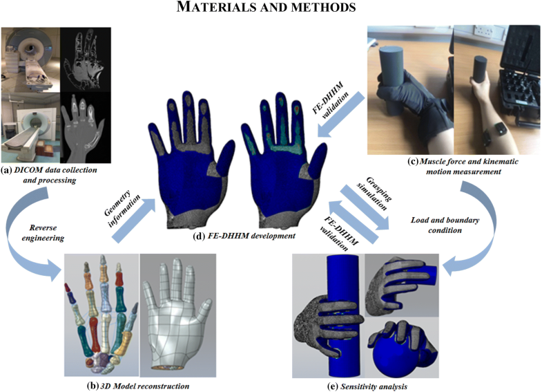 Subject-Specific Finite Element Modelling of the Human Hand Complex ...