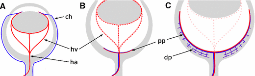 Development of the retinal vasculature | SpringerLink