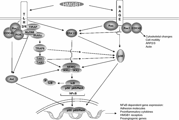 Convergence and amplification of toll-like receptor (TLR) and receptor ...