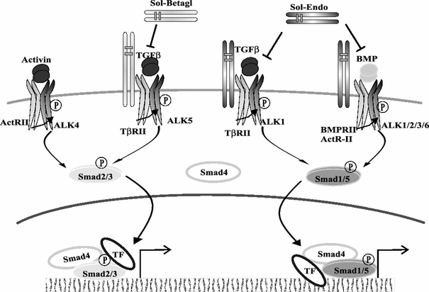 Endoglin in angiogenesis and vascular diseases | SpringerLink