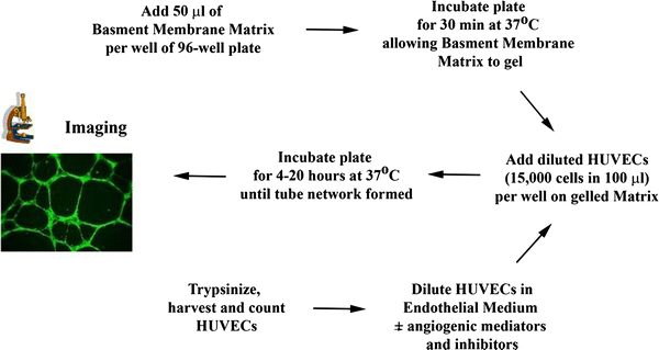The endothelial cell tube formation assay on basement membrane turns 20 ...