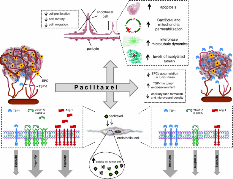 The pharmacological bases of the antiangiogenic activity of paclitaxel | SpringerLink