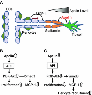 Inhibition of apelin expression switches endothelial cells from ...