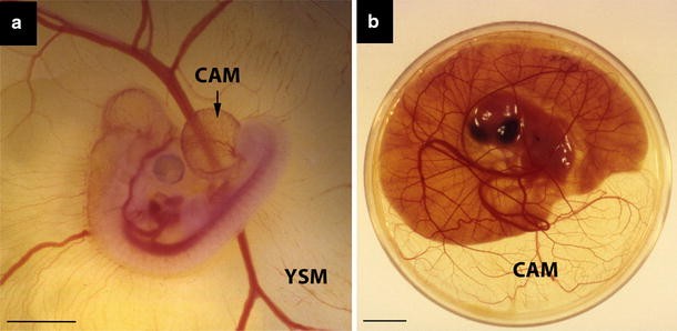 The chicken chorioallantoic membrane model in biology, medicine and ...