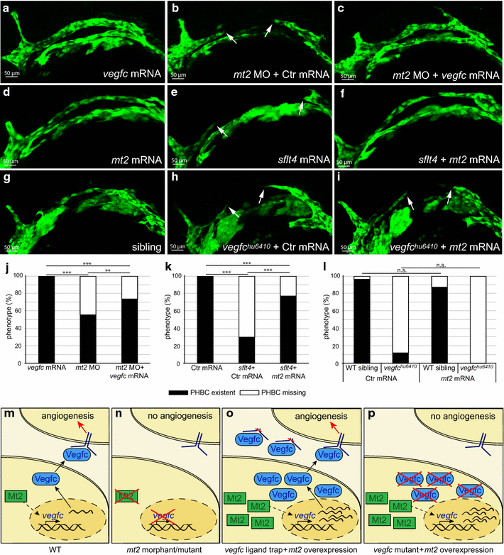 Metallothionein 2 regulates endothelial cell migration through ...