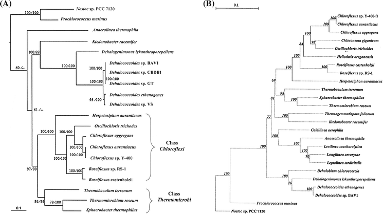 Phylogenetic framework and molecular signatures for the class ...