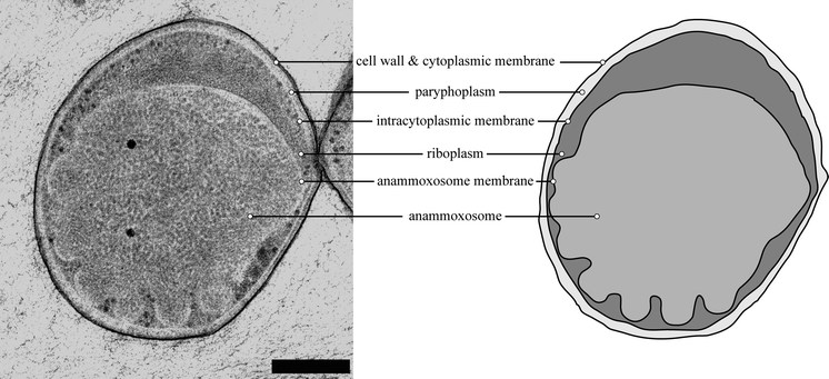 Cell biology of unique anammox bacteria that contain an energy ...