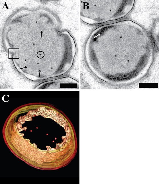 Cell biology of unique anammox bacteria that contain an energy ...