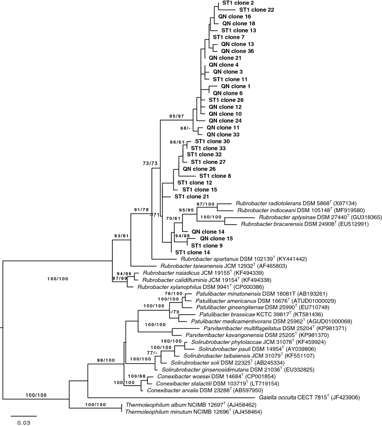 New genus-specific primers for PCR identification of Rubrobacter ...