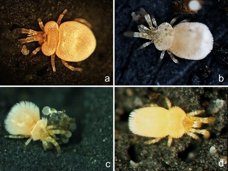 Evidence for co-invasion events: different chigger species ...