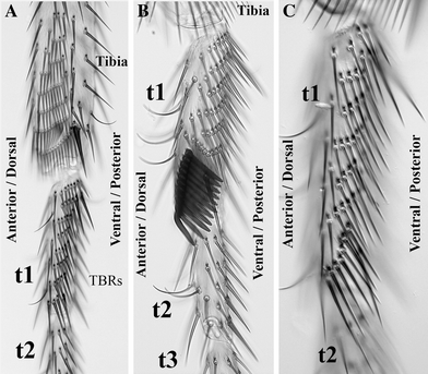 Sex Combs are Important for Male Mating Success in Drosophila ...