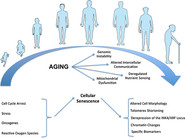 iPSCs as a major opportunity to understand and cure age-related ...
