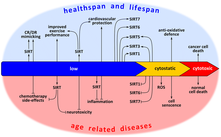 Sirtuins, a promising target in slowing down the ageing process ...