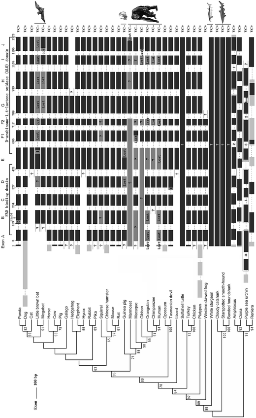 Conserved or Lost: Molecular Evolution of the Key Gene GULO in ...