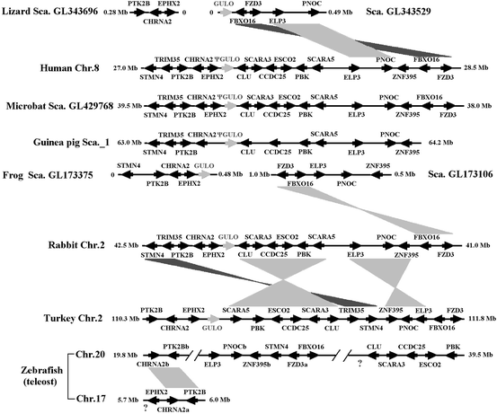 Conserved or Lost: Molecular Evolution of the Key Gene GULO in ...