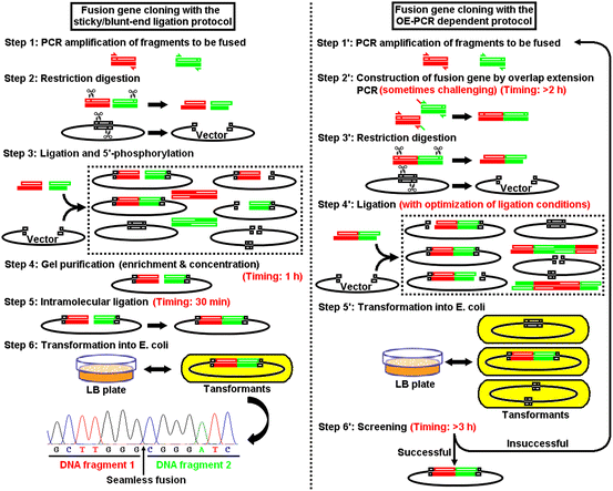 A Simple and Convenient Sticky/Blunt-End Ligation Method for Fusion ...